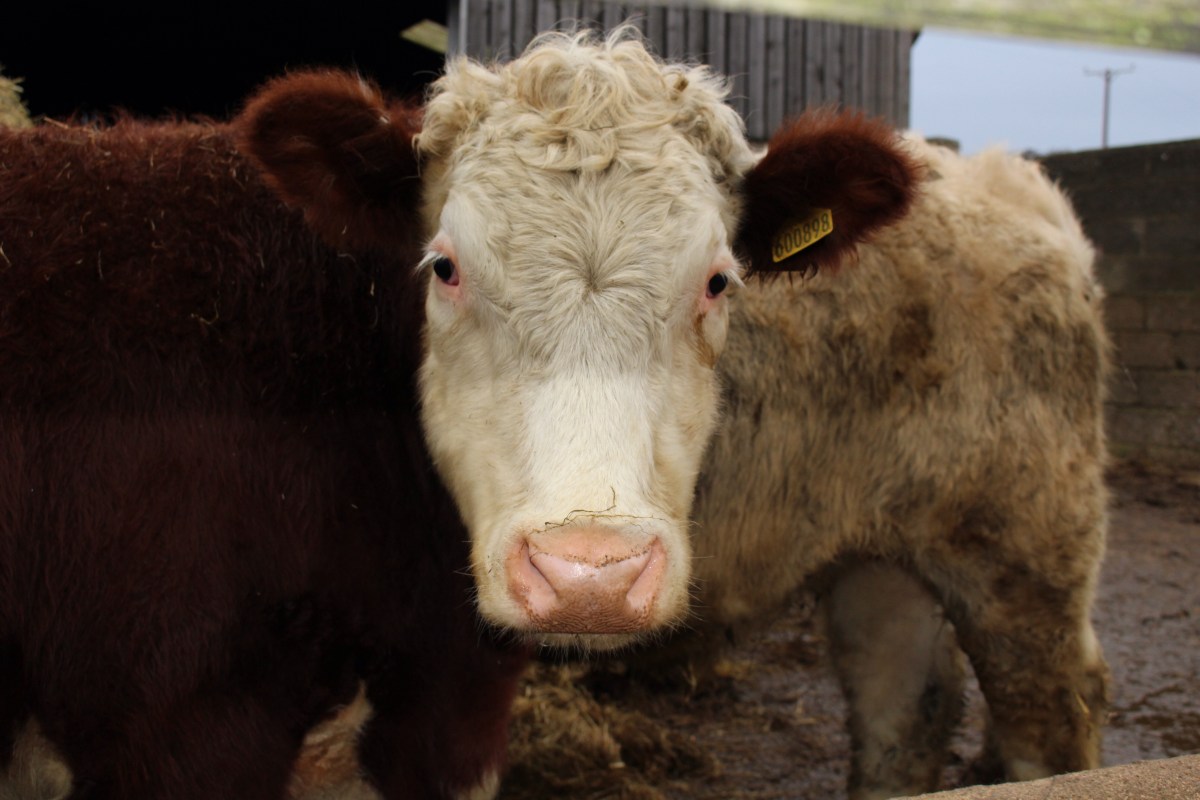 Redcliffe Farm, Scarborough – La vida epicúrea y británica de Emma